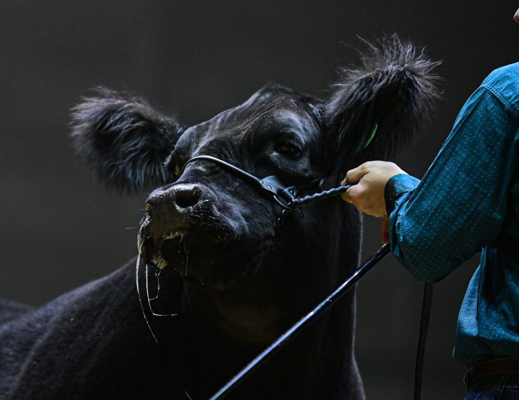 Minnesota Beef Expo – Welcome to the Minnesota Beef Expo!